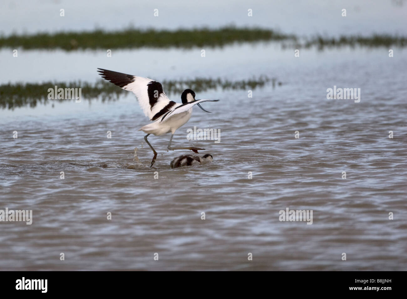 European Avocet Recurvirostra avosetta Stock Photo - Alamy