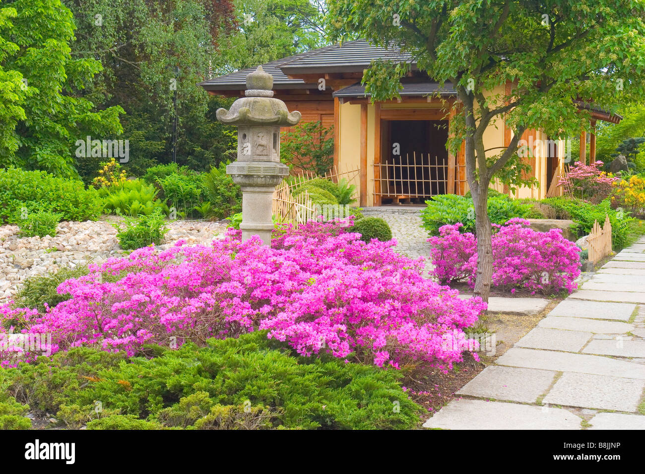 Japanese garden with blooming rhododendrons Stock Photo - Alamy