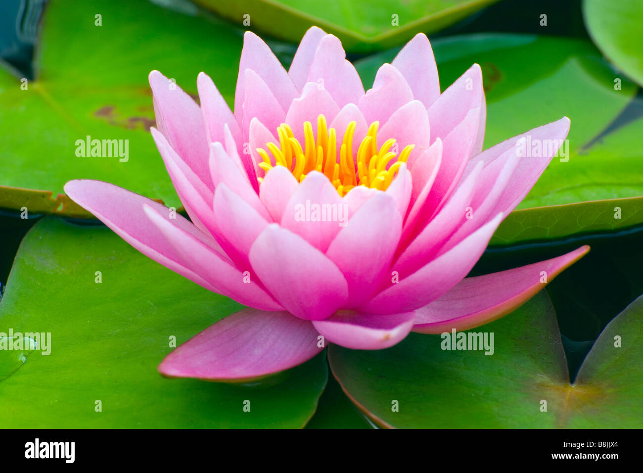 Pink water lily flower close up Nymphea Stock Photo - Alamy