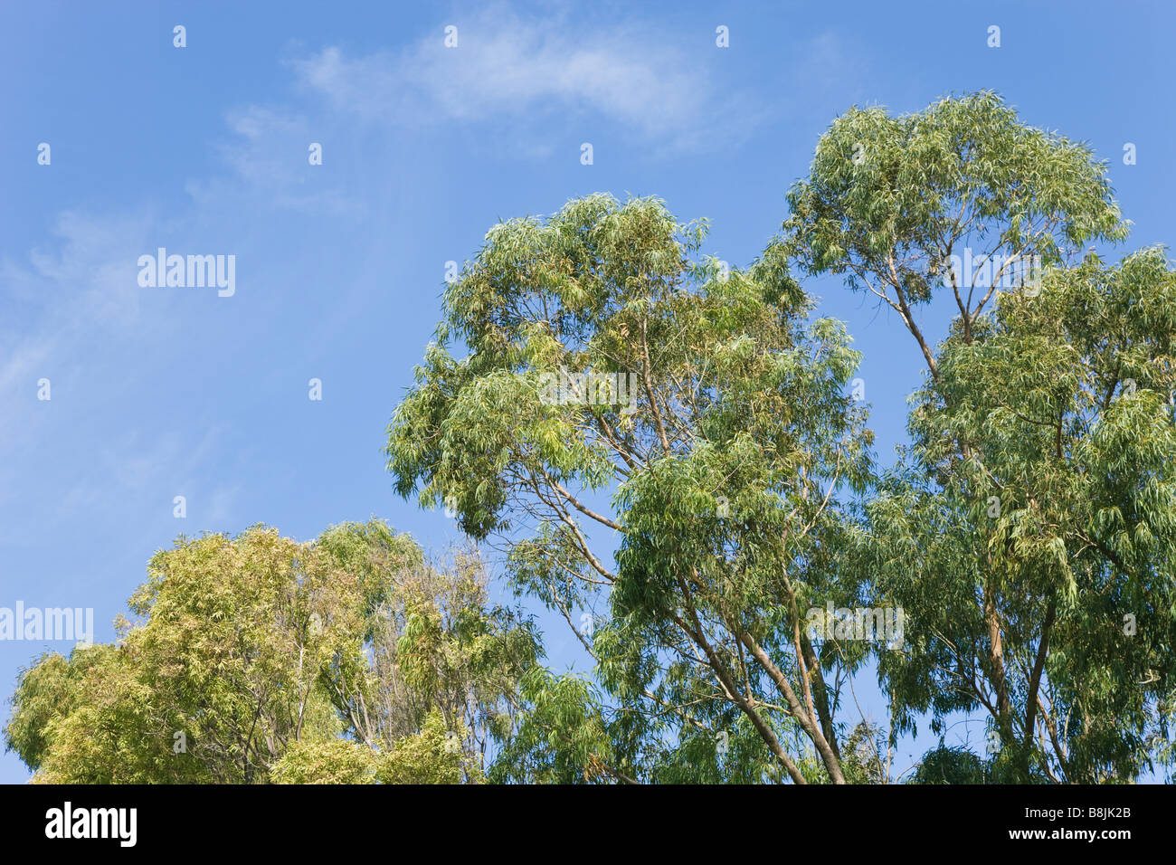Blue gum tree hi-res stock photography and images - Alamy