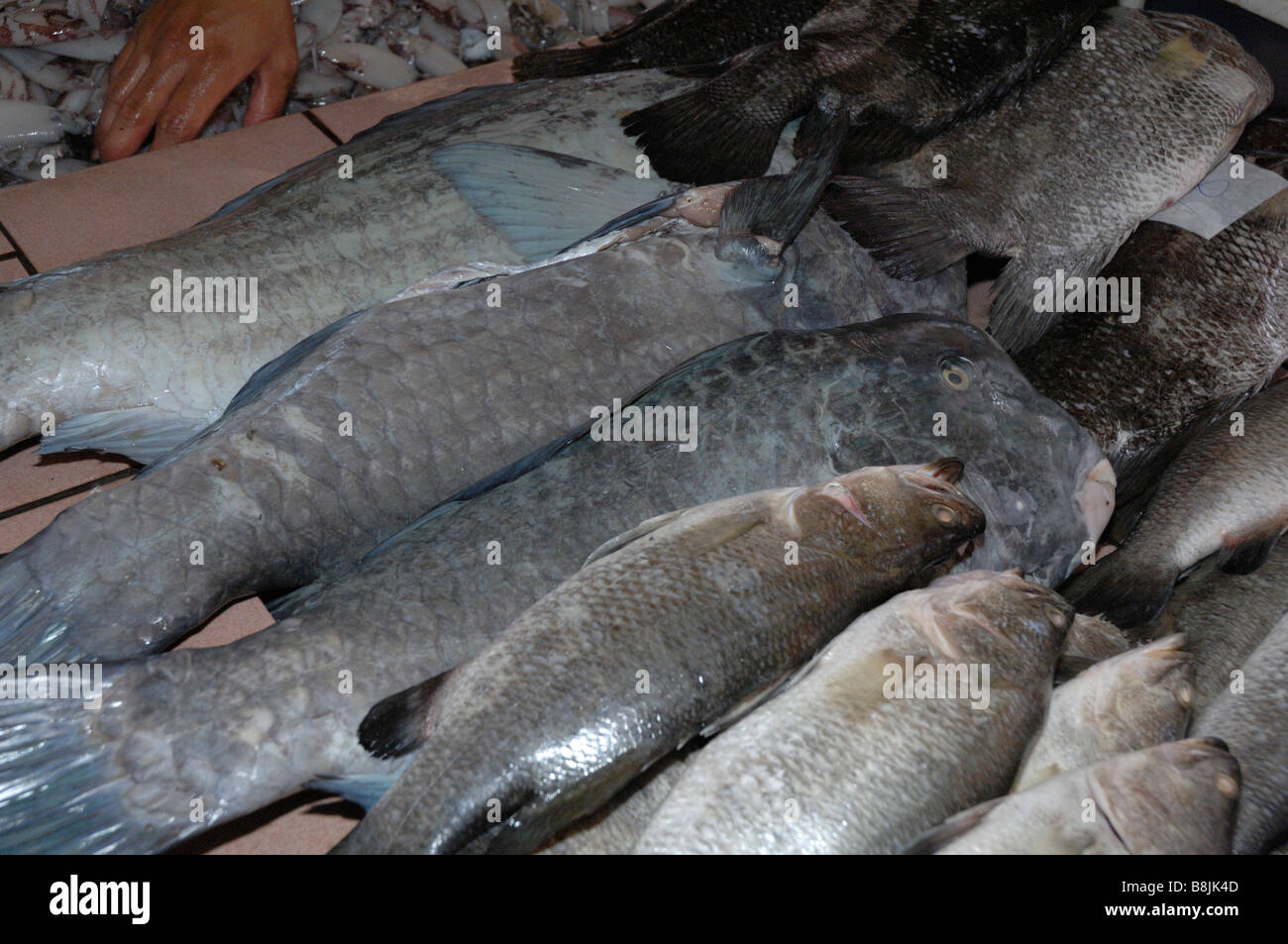 Fish for sale interior of SAFMA fish market Kota Kinabalu Sabah ...