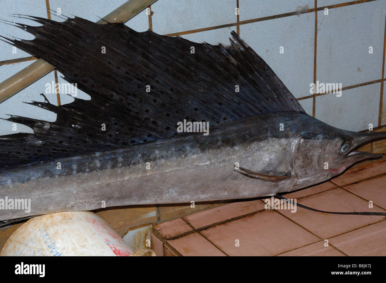 Sailfish interior of SAFMA fish market Kota Kinabalu Sabah Malyasia ...