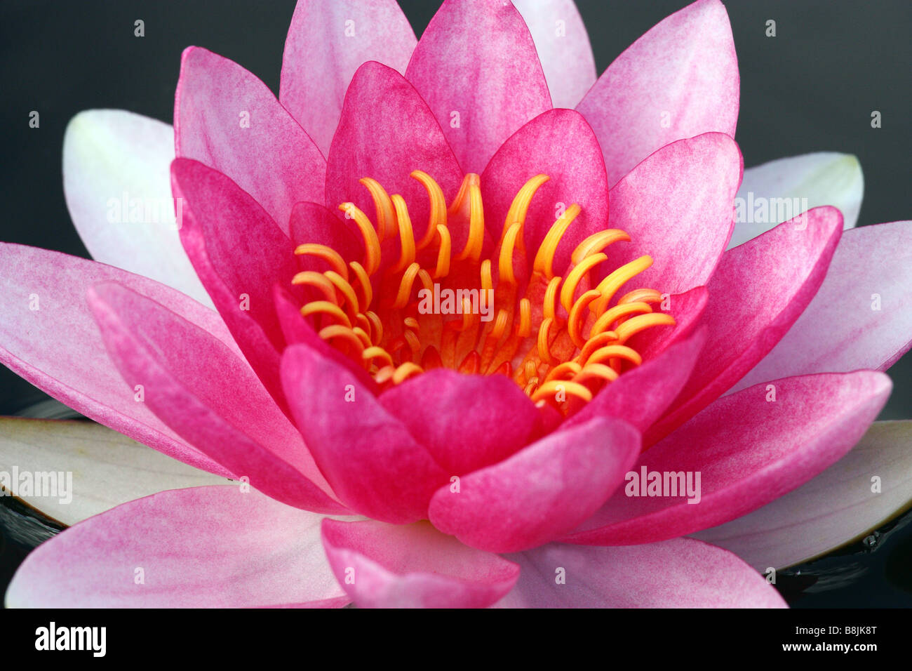 Pink water lily flower close up Nymphea Stock Photo - Alamy