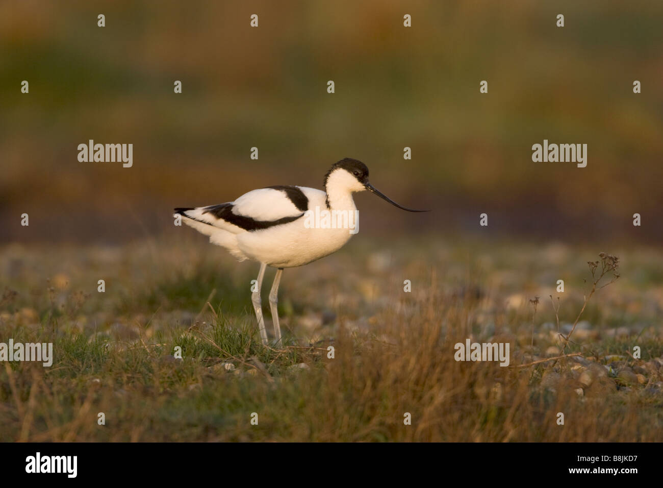 Avocet Recurvirostra avosetta Stock Photo - Alamy