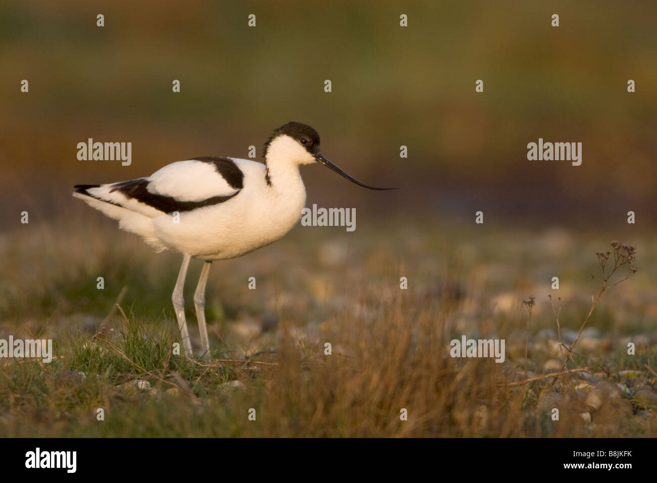 Avocet Recurvirostra avosetta Stock Photo - Alamy