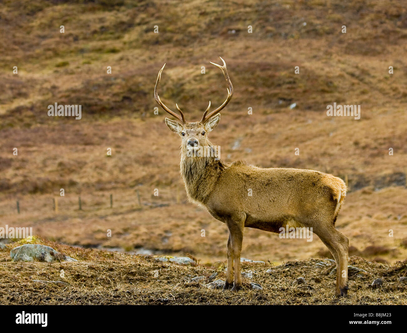 RED DEER STAG Stock Photo - Alamy
