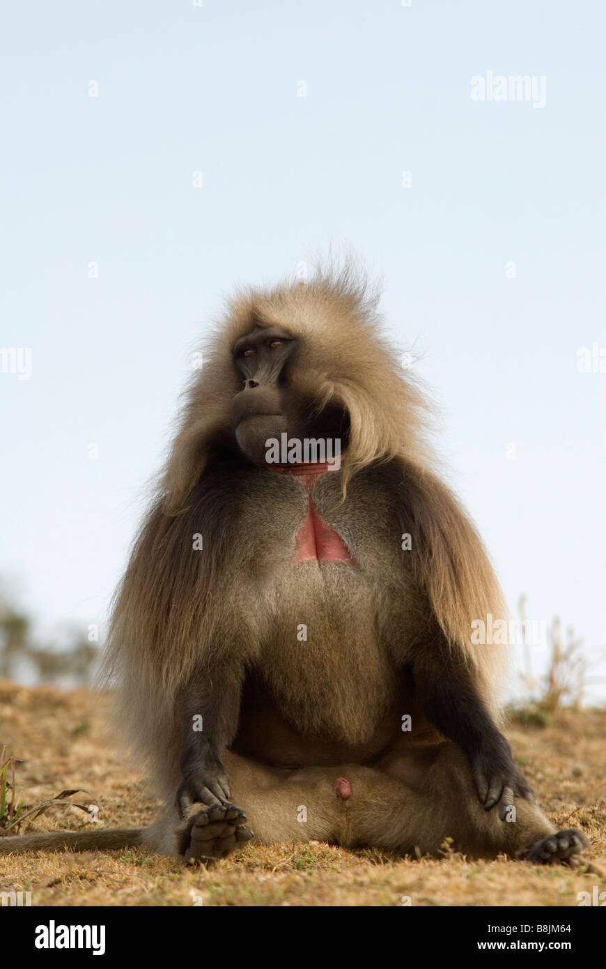 Gelada Baboon Theropithecus gelada Simien Ethiopia Stock Photo - Alamy
