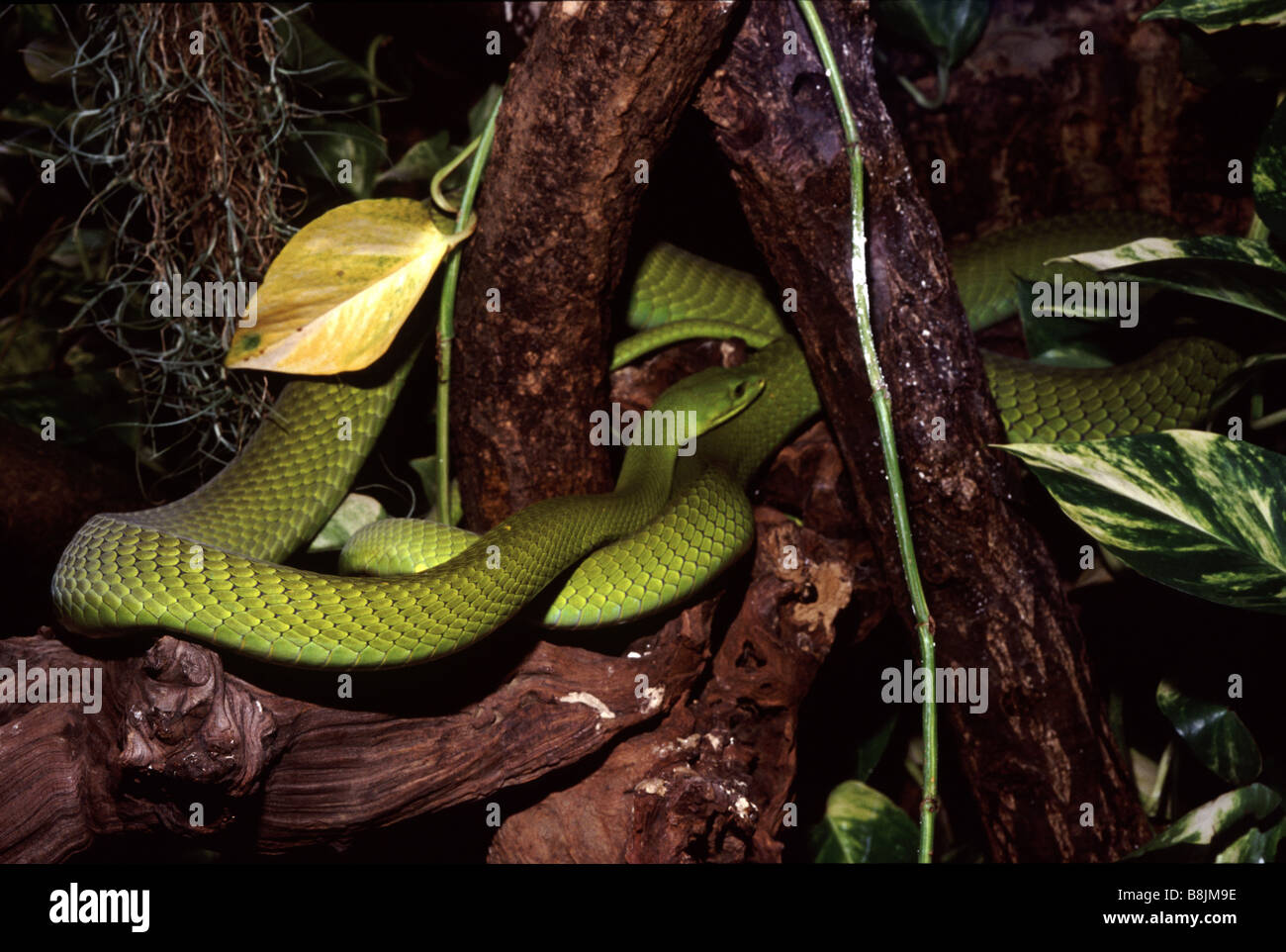 Dendroaspis viridis hi-res stock photography and images - Alamy
