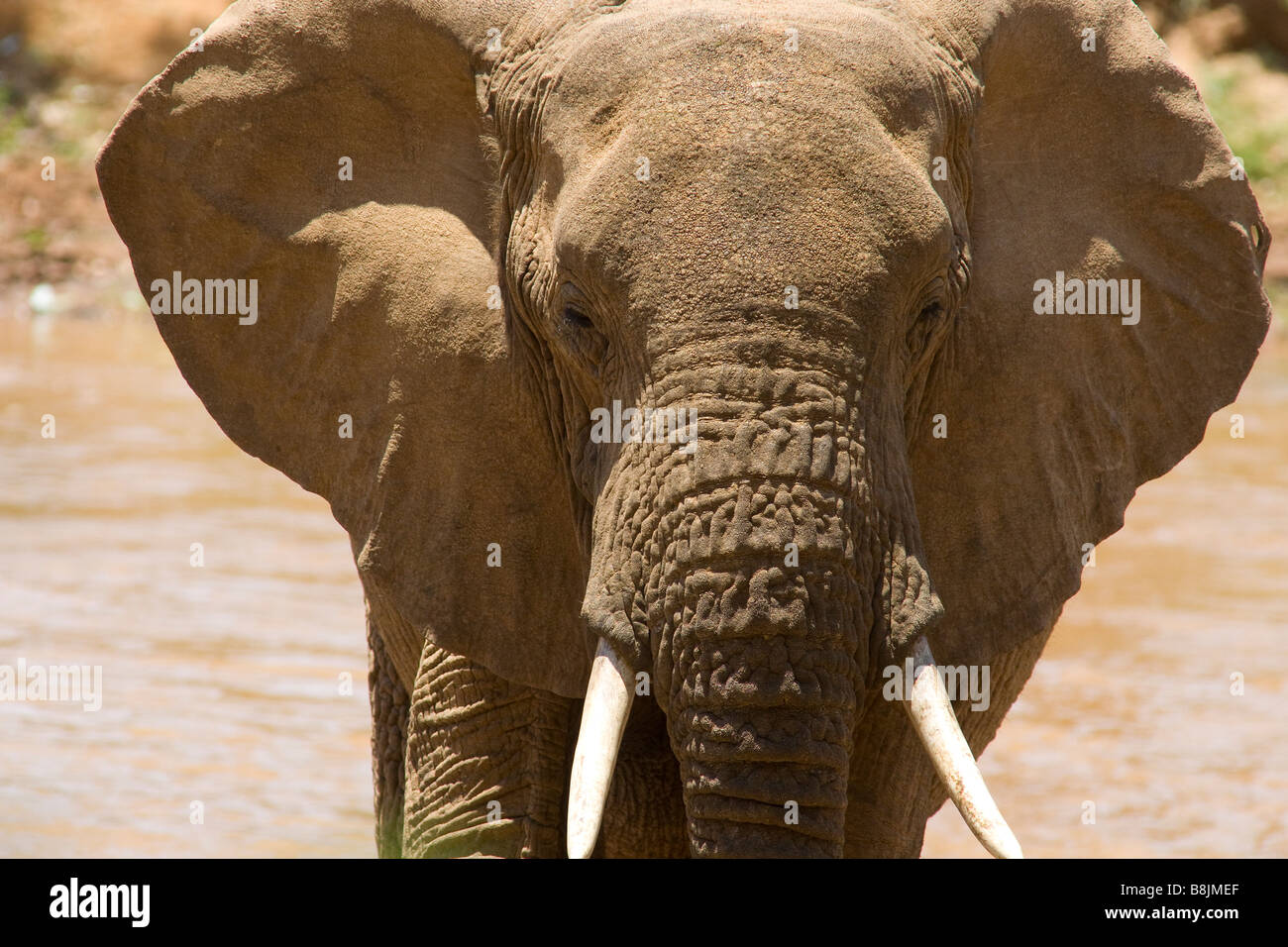 african elephant portrait Stock Photo - Alamy