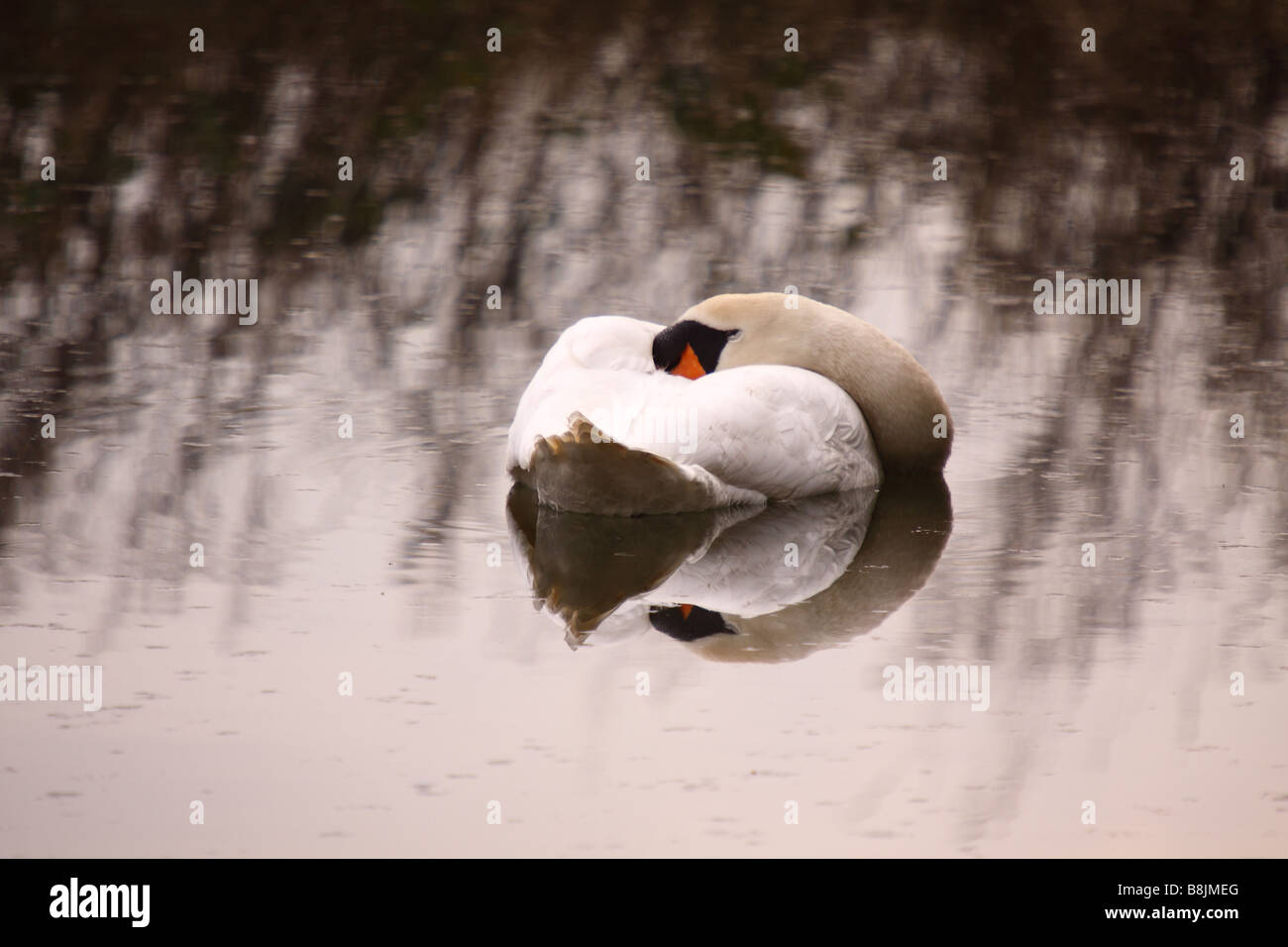 mute swan cygnus olor sleeping on small pond Stock Photo - Alamy