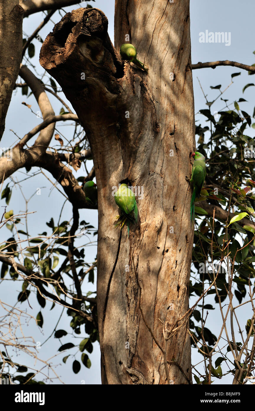 Parrots at play Stock Photo - Alamy