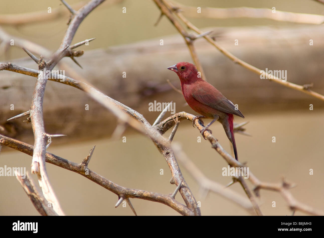 Firefinch hi-res stock photography and images - Alamy