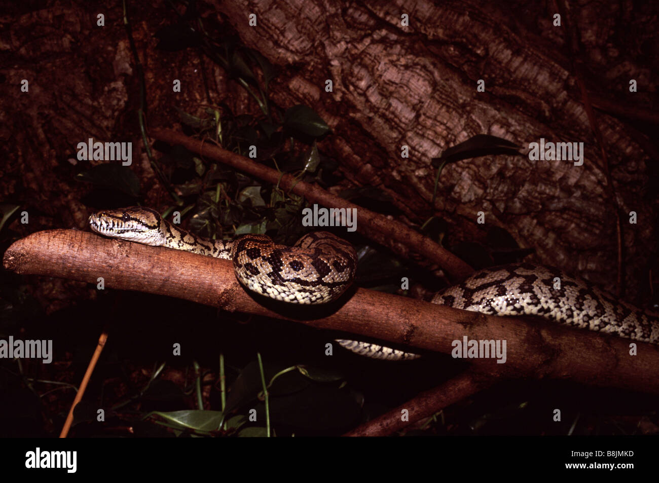 Diamond python morelia spilota spilota hi-res stock photography and ...