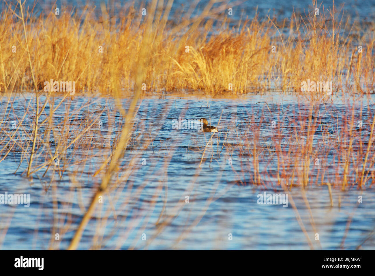WATERFOWL AMERICAN BLACK DUCK WINDY CHOPPY LAKE BRIGHT MORNING SUN ...