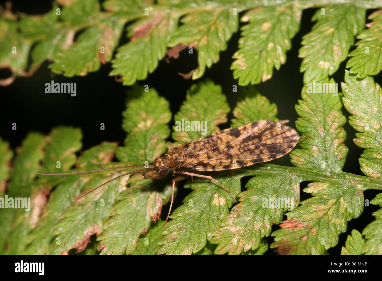 Philopotamidae hi-res stock photography and images - Alamy