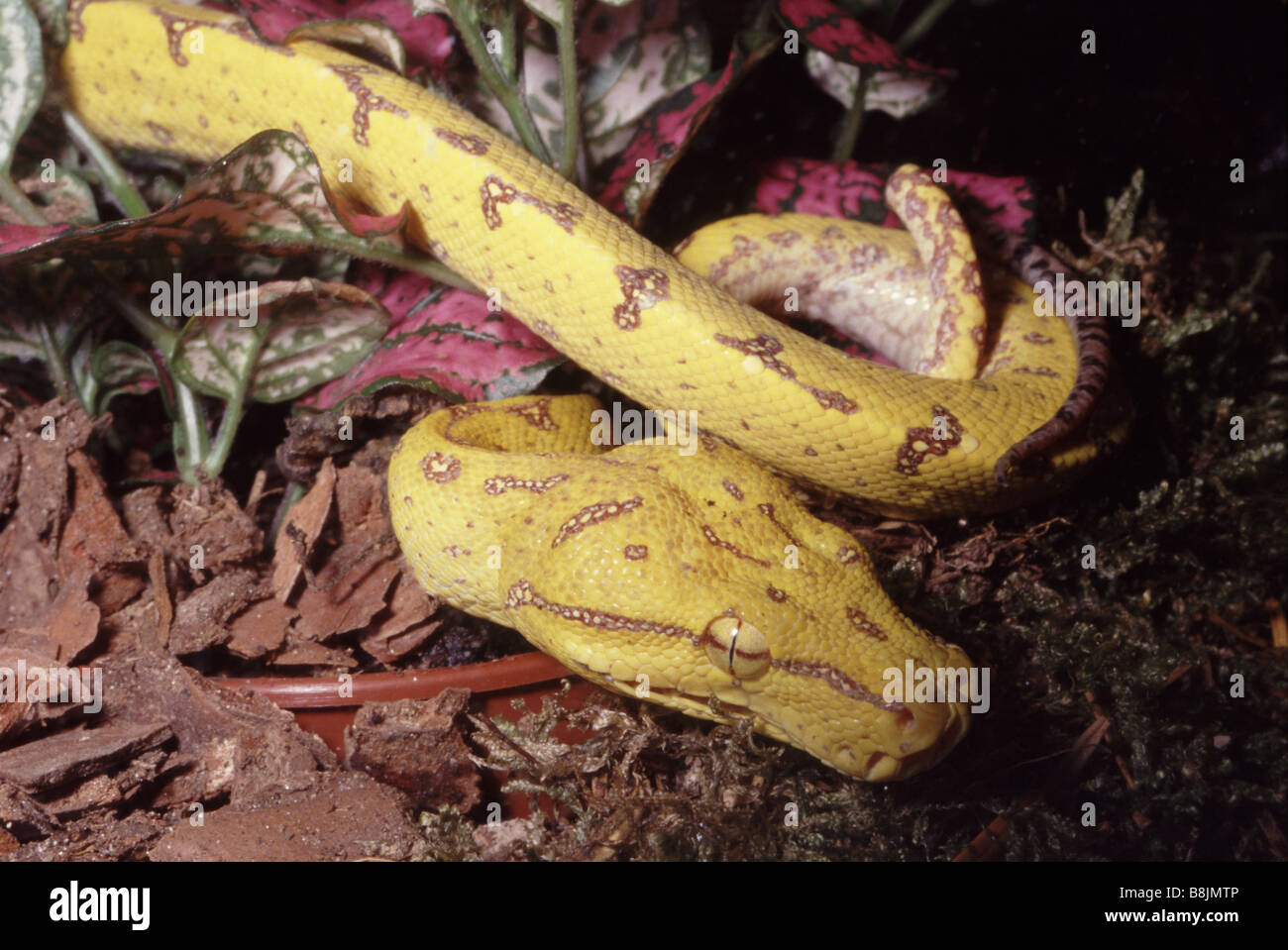 Pythoninae hi-res stock photography and images - Alamy