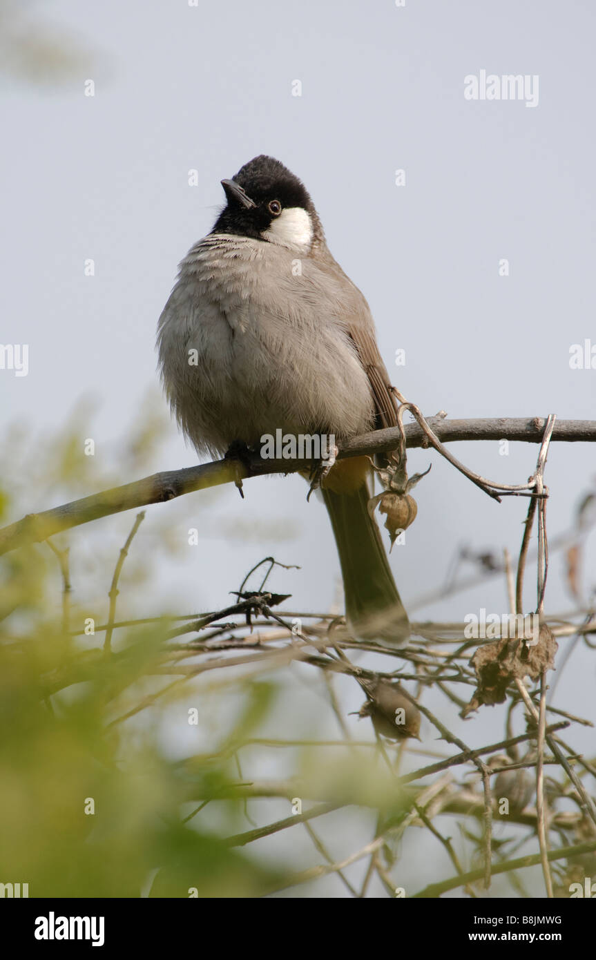 White-eared Bulbul Pycnonotus leucotis sitting on a branch Stock Photo ...