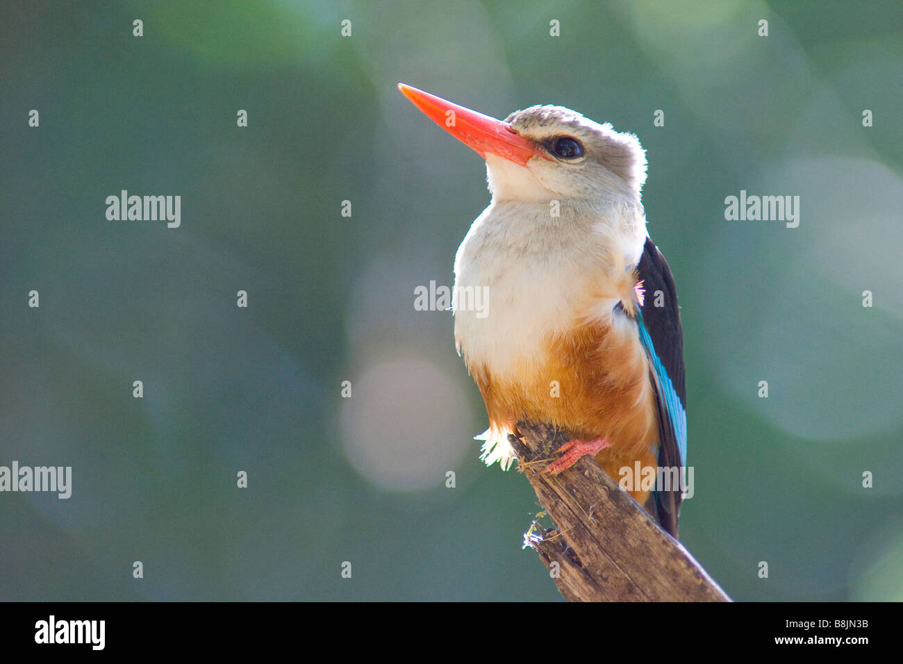 Grey headed kingfisher halcyon leucocephala hi-res stock photography ...