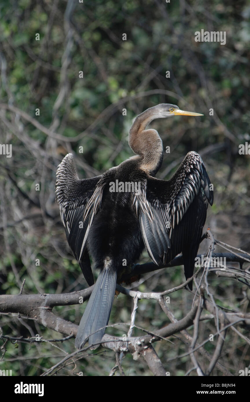 Darter Anhinga melanogaster drying wings Stock Photo - Alamy