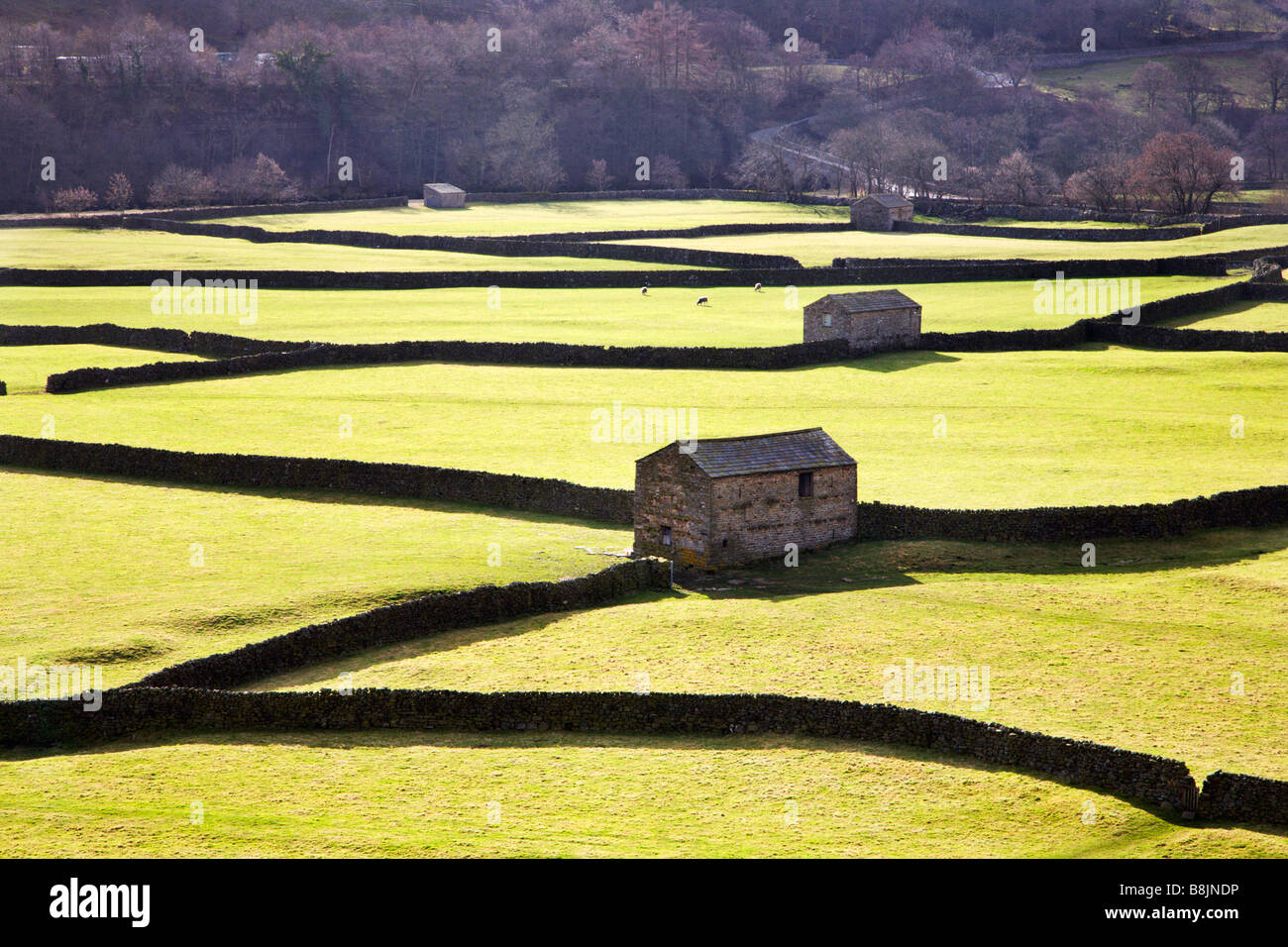 Dry Stone Walls and Barns Gunnerside Swaledale Yorkshire Dales England ...
