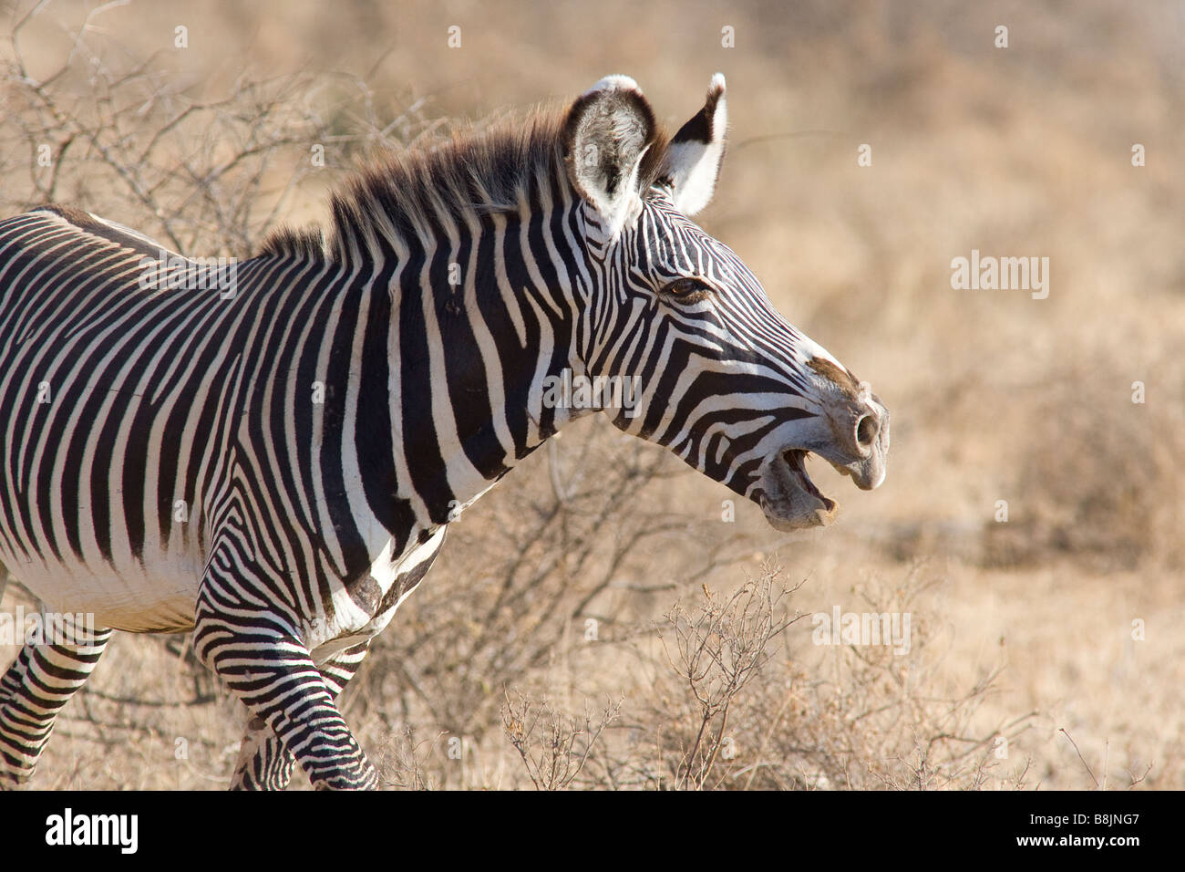 Grevy zebra hi-res stock photography and images - Alamy