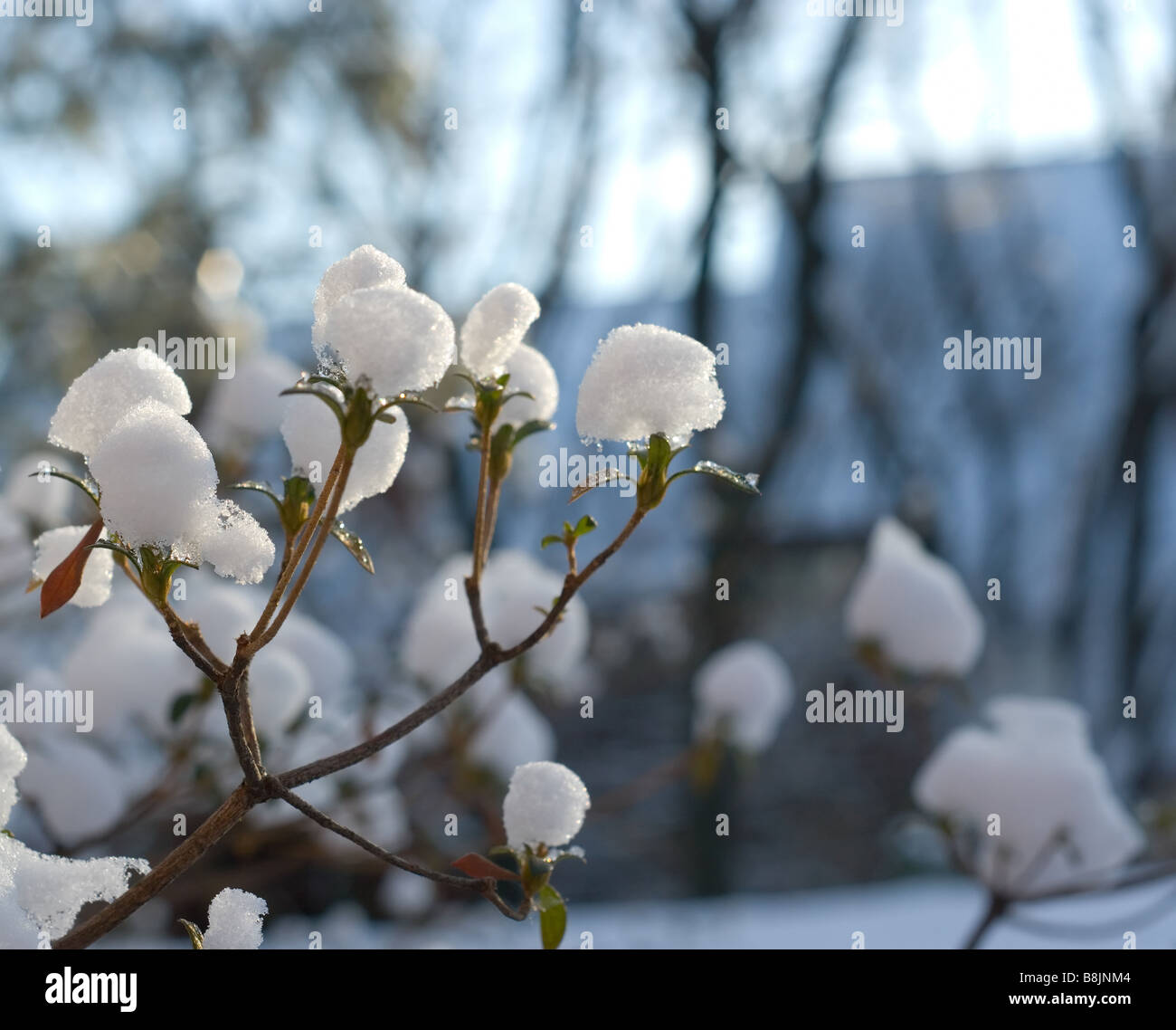 Snow puffs on stems Stock Photo - Alamy