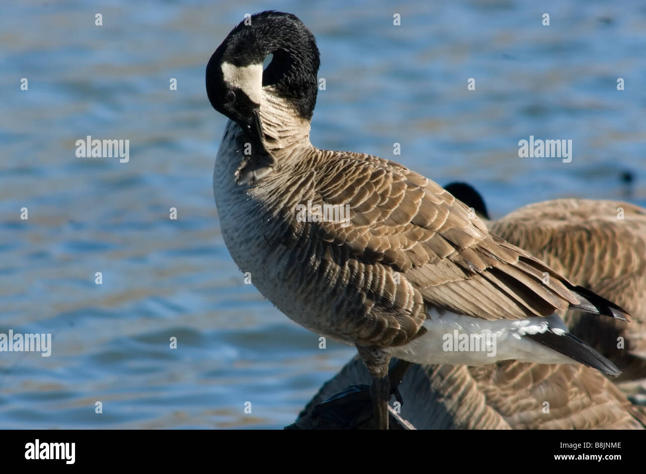 Canadian goose craned forward Stock Photo - Alamy