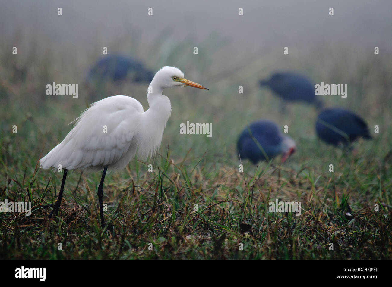 Intermediate Egret Egretta intermedia feeding in Stock Photo - Alamy