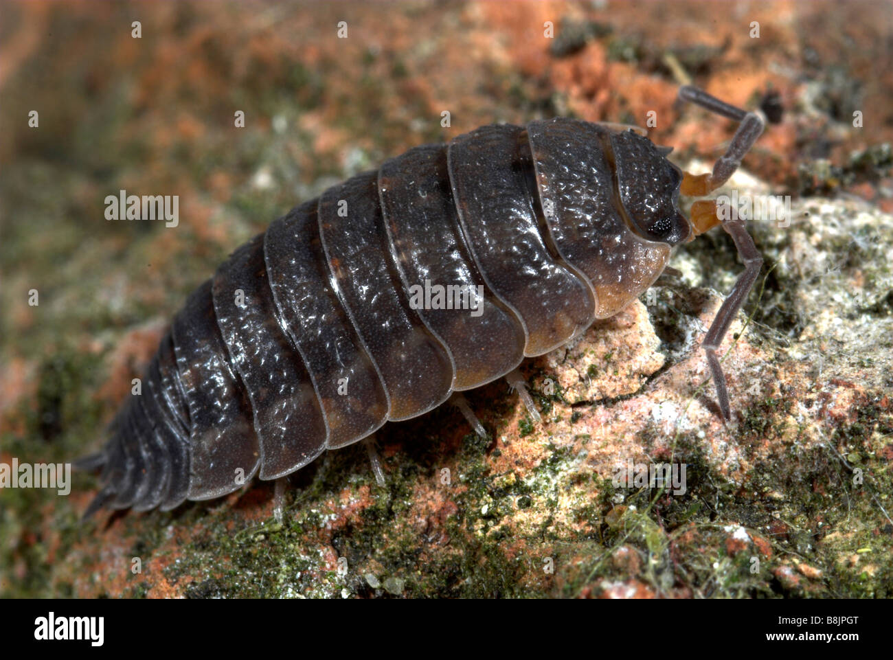 Common Woodlouse Oniscus asellus UK Stock Photo - Alamy