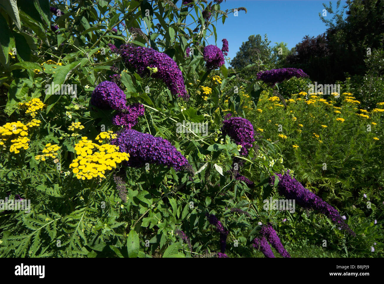 Buddleia Flowering Bush Buddleia davidii UK Stock Photo - Alamy