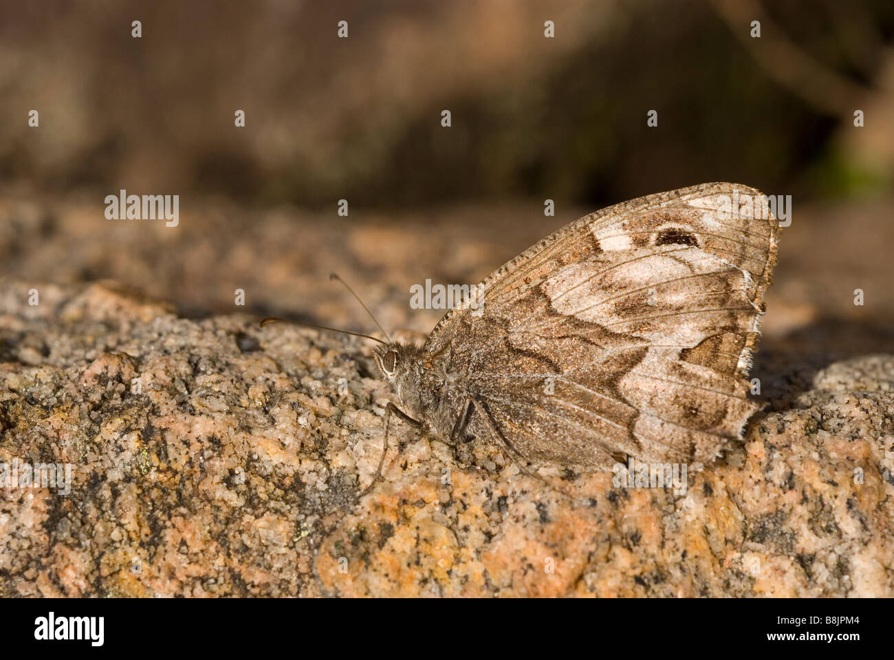 Stripped Grayling Butterfly (Hipparchia fidia Stock Photo - Alamy