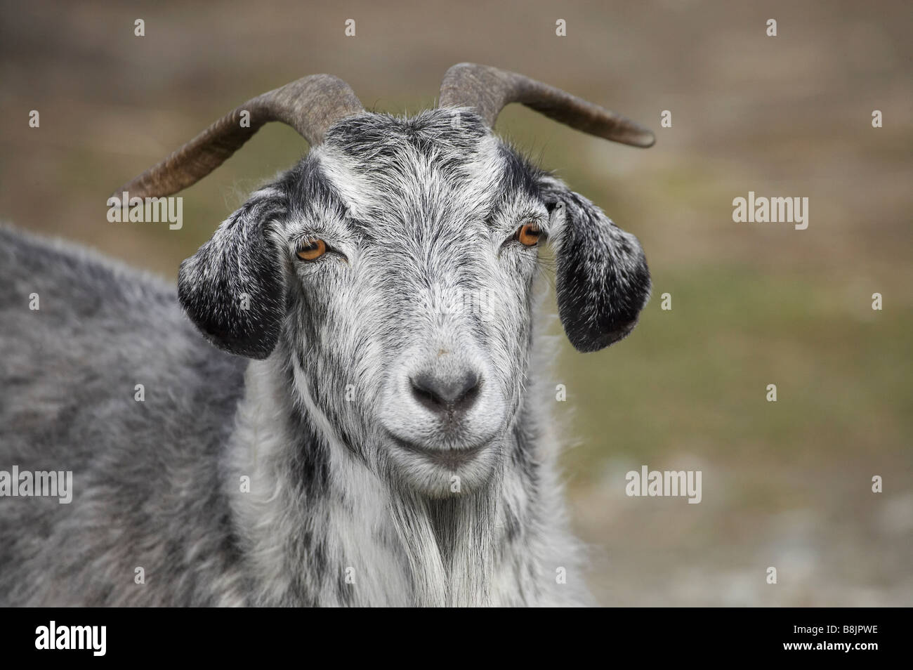 Feral Goat Deer Park Heights Queenstown South Island New Zealand Stock ...