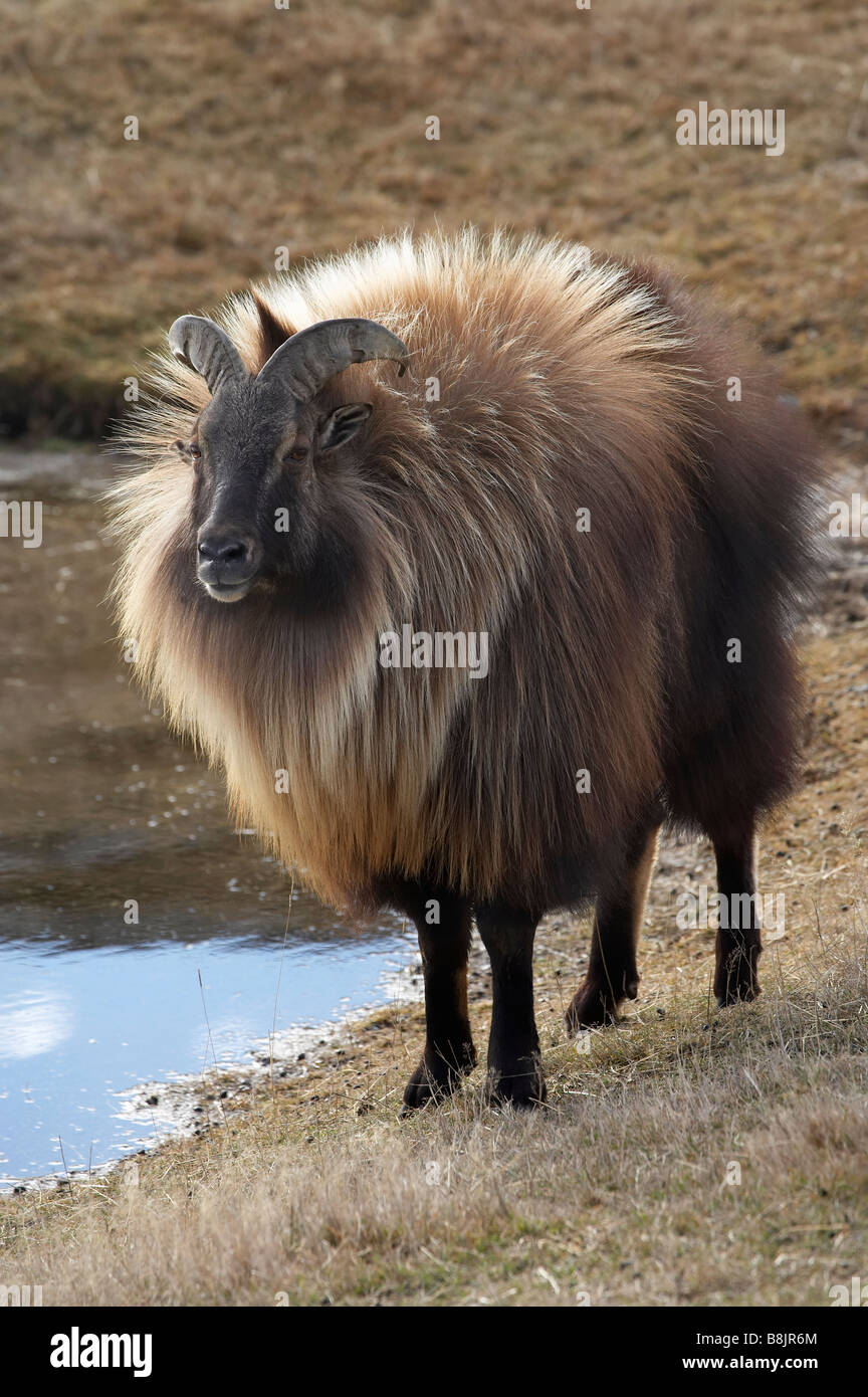 Tahr hi-res stock photography and images - Alamy