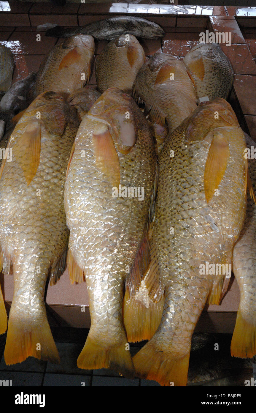 Fish for sale interior of SAFMA fish market Kota Kinabalu Sabah ...
