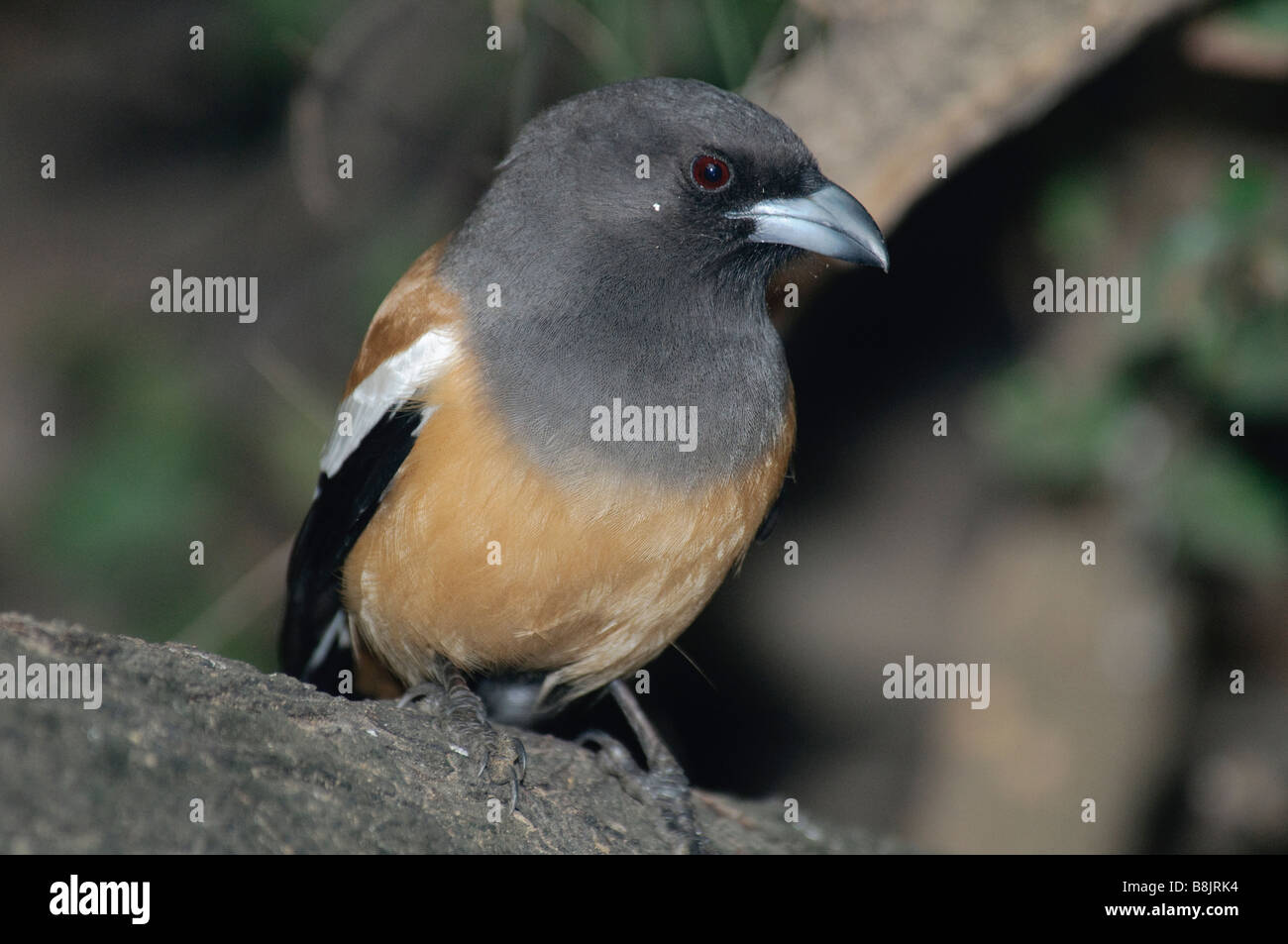 Rufous Treepie Dendrocitta vagabunda sitting on a branch Stock Photo ...