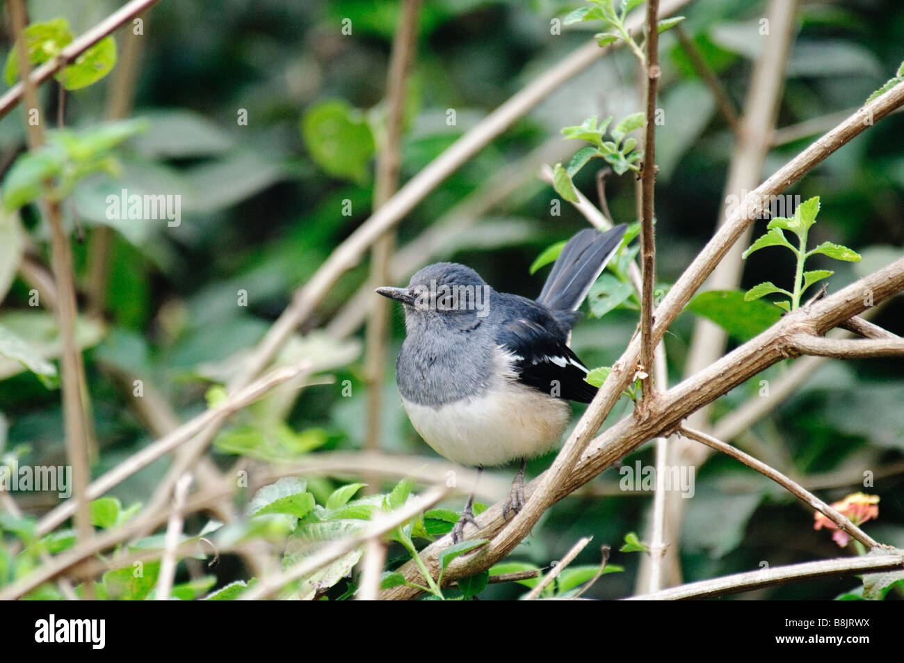 Female magpie robin hi-res stock photography and images - Alamy