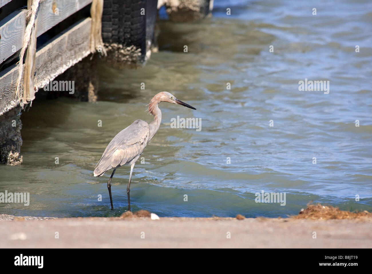 Launch bird hi-res stock photography and images - Alamy