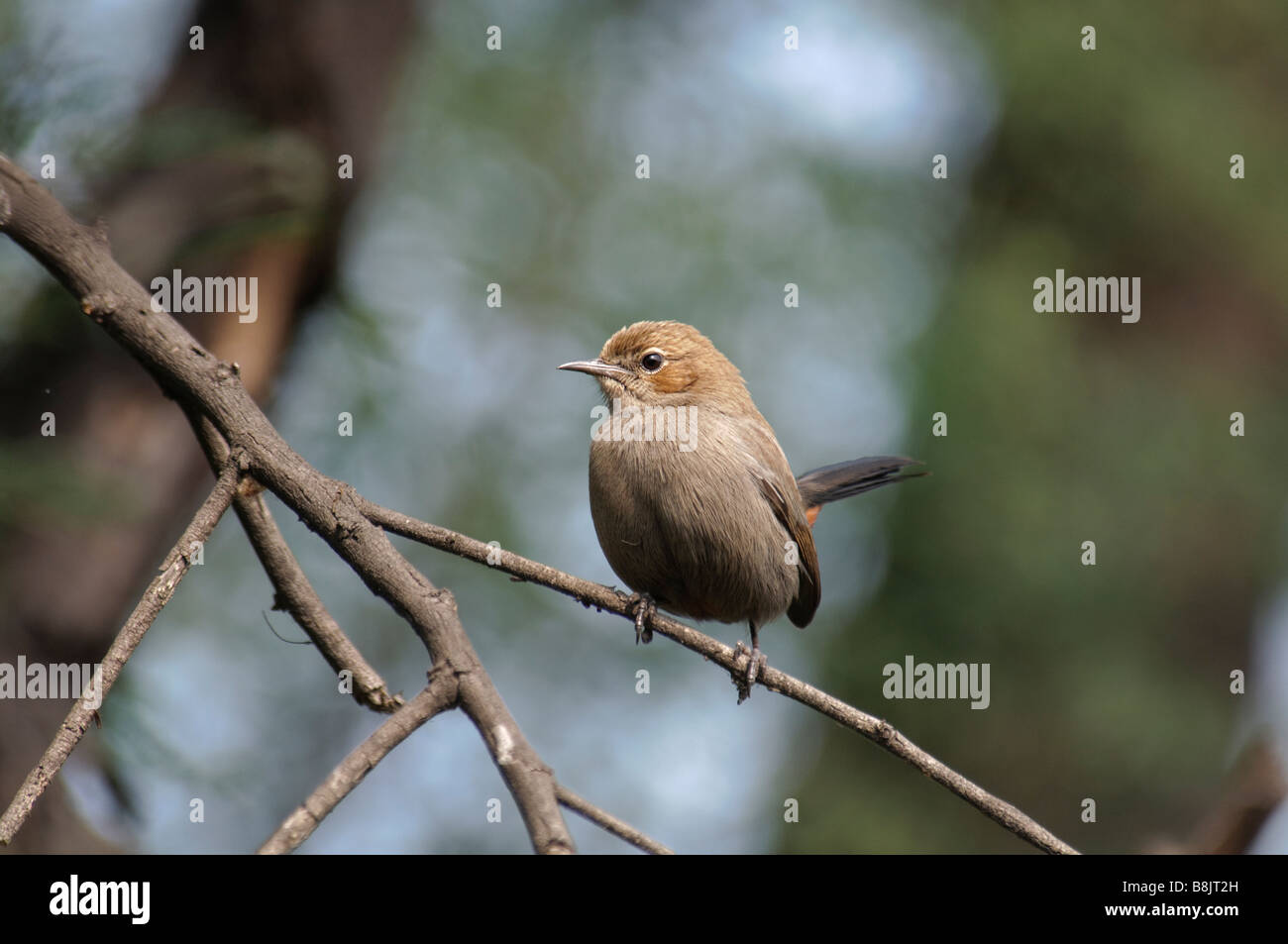 Female robin hi-res stock photography and images - Alamy