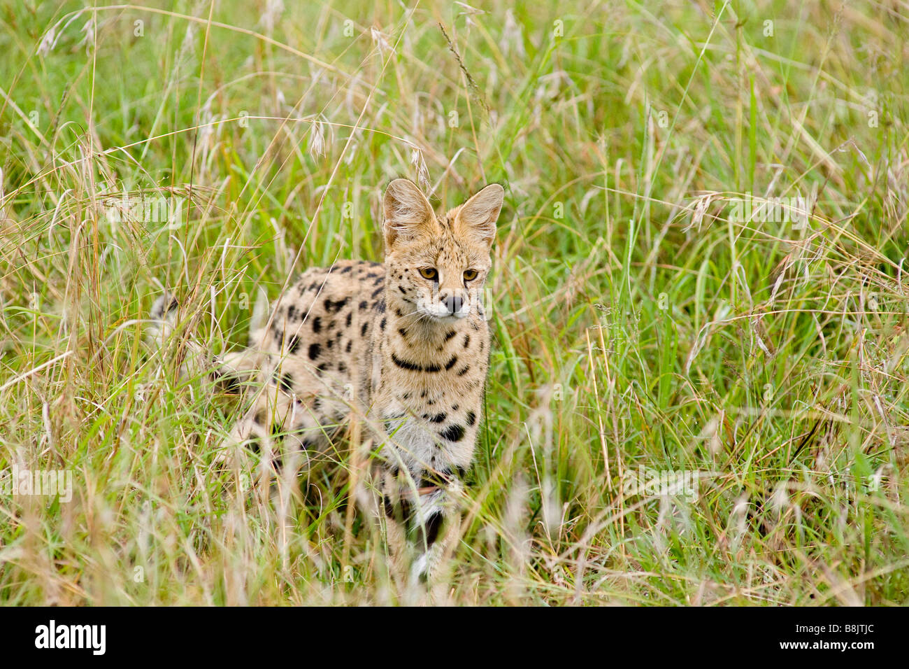 Serval cat hi-res stock photography and images - Alamy