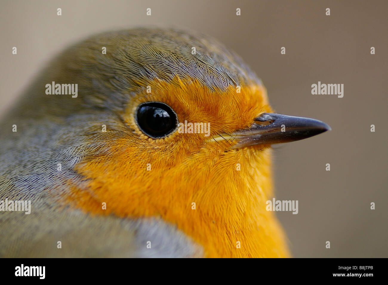 Robin study hi-res stock photography and images - Alamy