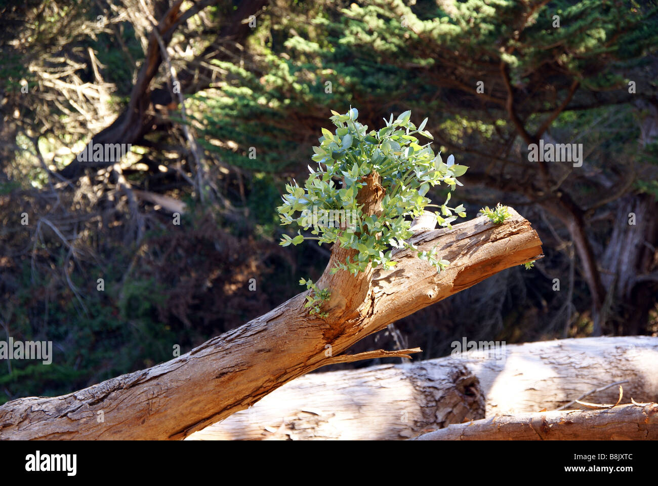 New branches coming out of a dead tree Stock Photo - Alamy