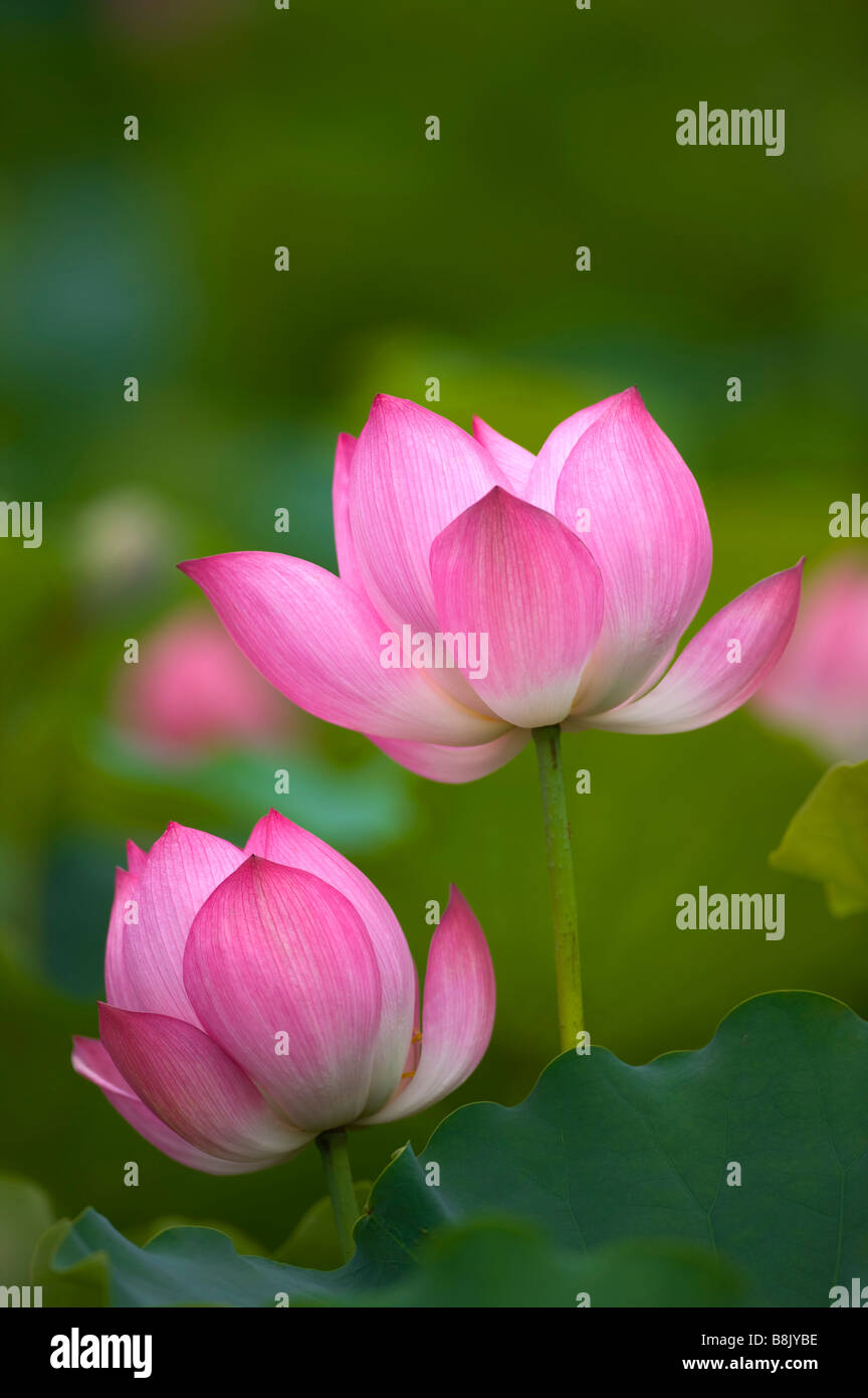 Taiwan Lily Taipei High Resolution Stock Photography and Images - Alamy