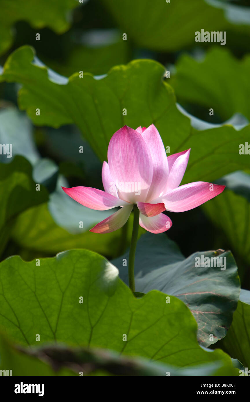 Water lily china hi-res stock photography and images - Alamy