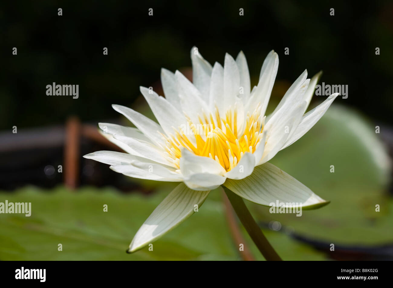 The white lotus still hi-res stock photography and images - Alamy