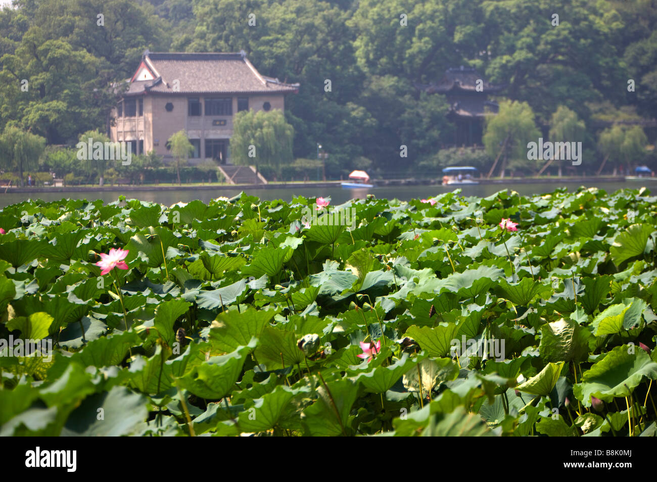Large water lily leaf image hi-res stock photography and images - Alamy