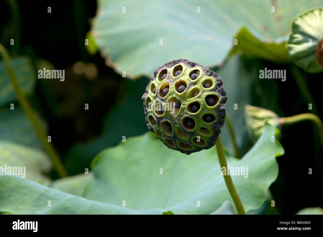 Close up of lotus pods Stock Photo - Alamy