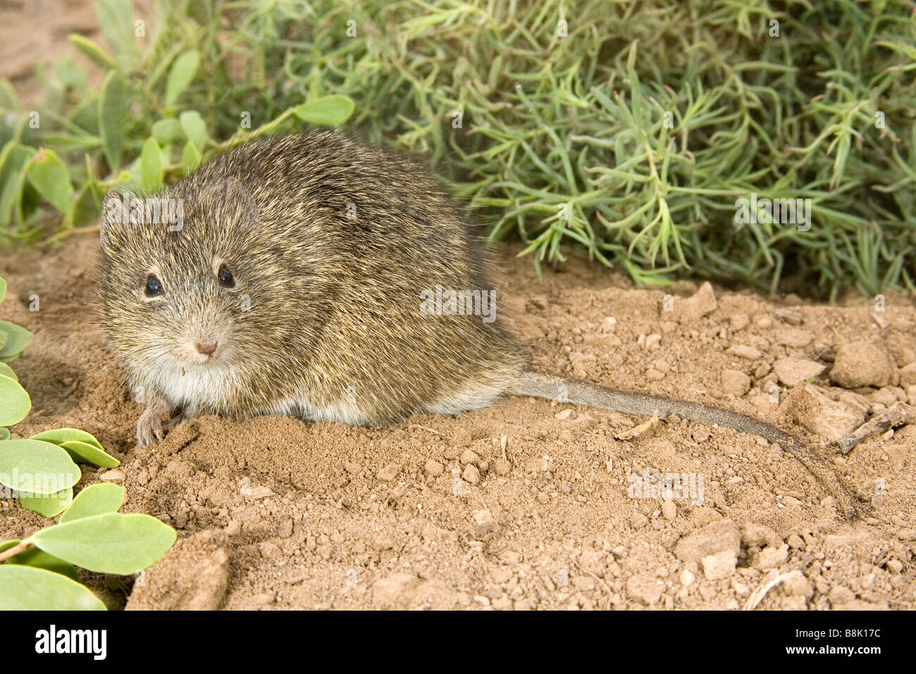 Hispid Cotton Rat Stock Photo - Alamy