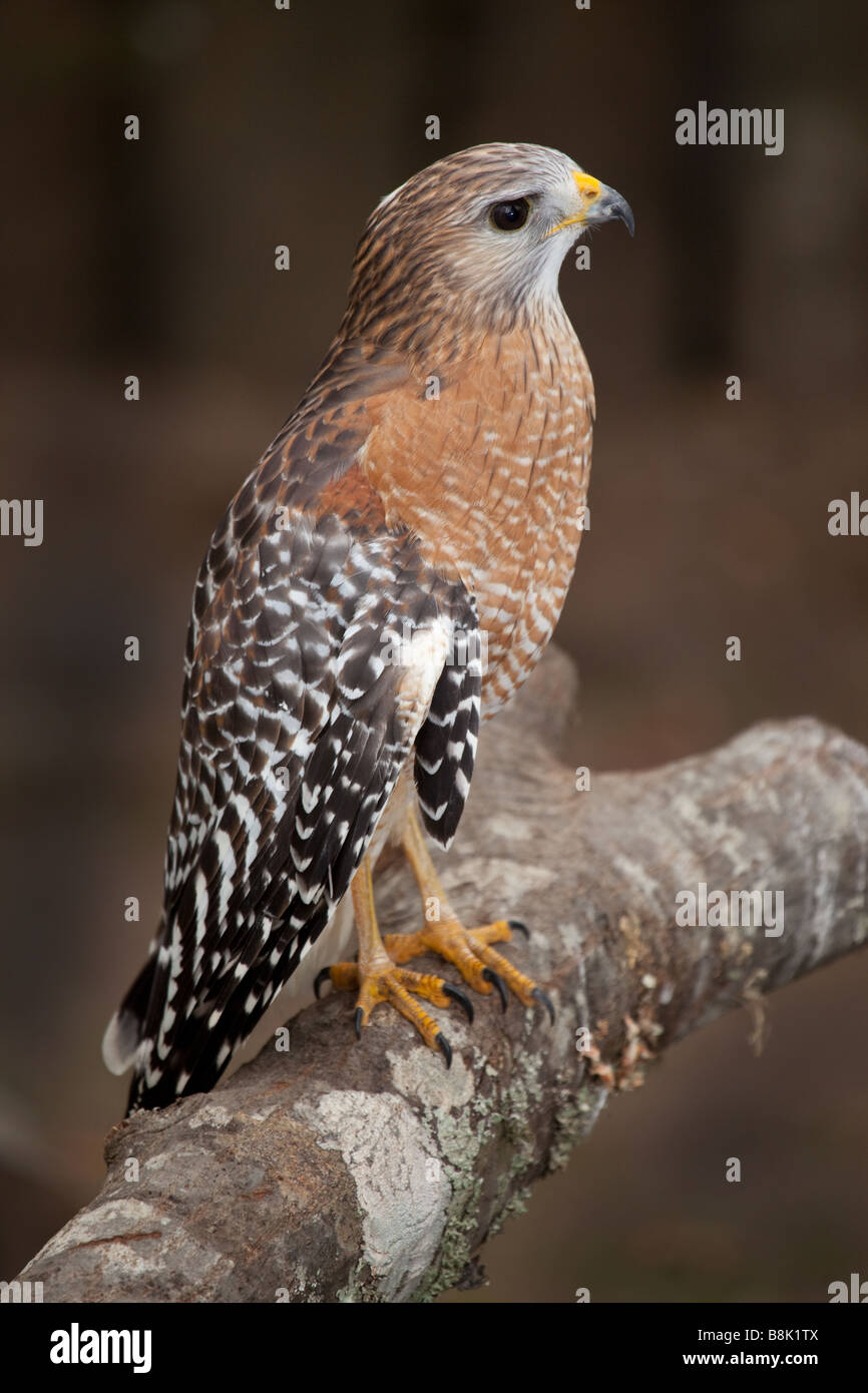 Raptor perch hi-res stock photography and images - Alamy