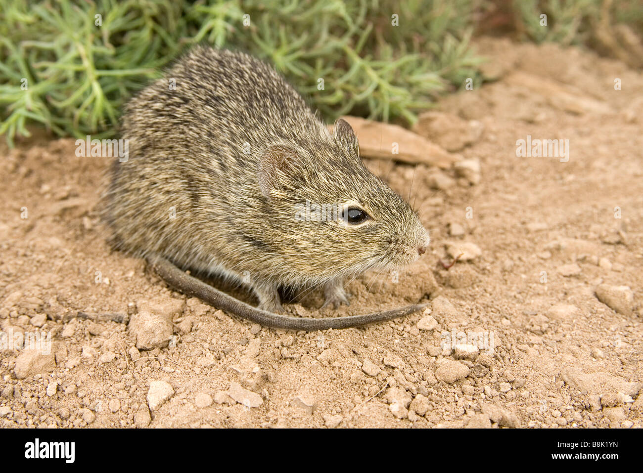 Hispid Cotton Rat Stock Photo - Alamy
