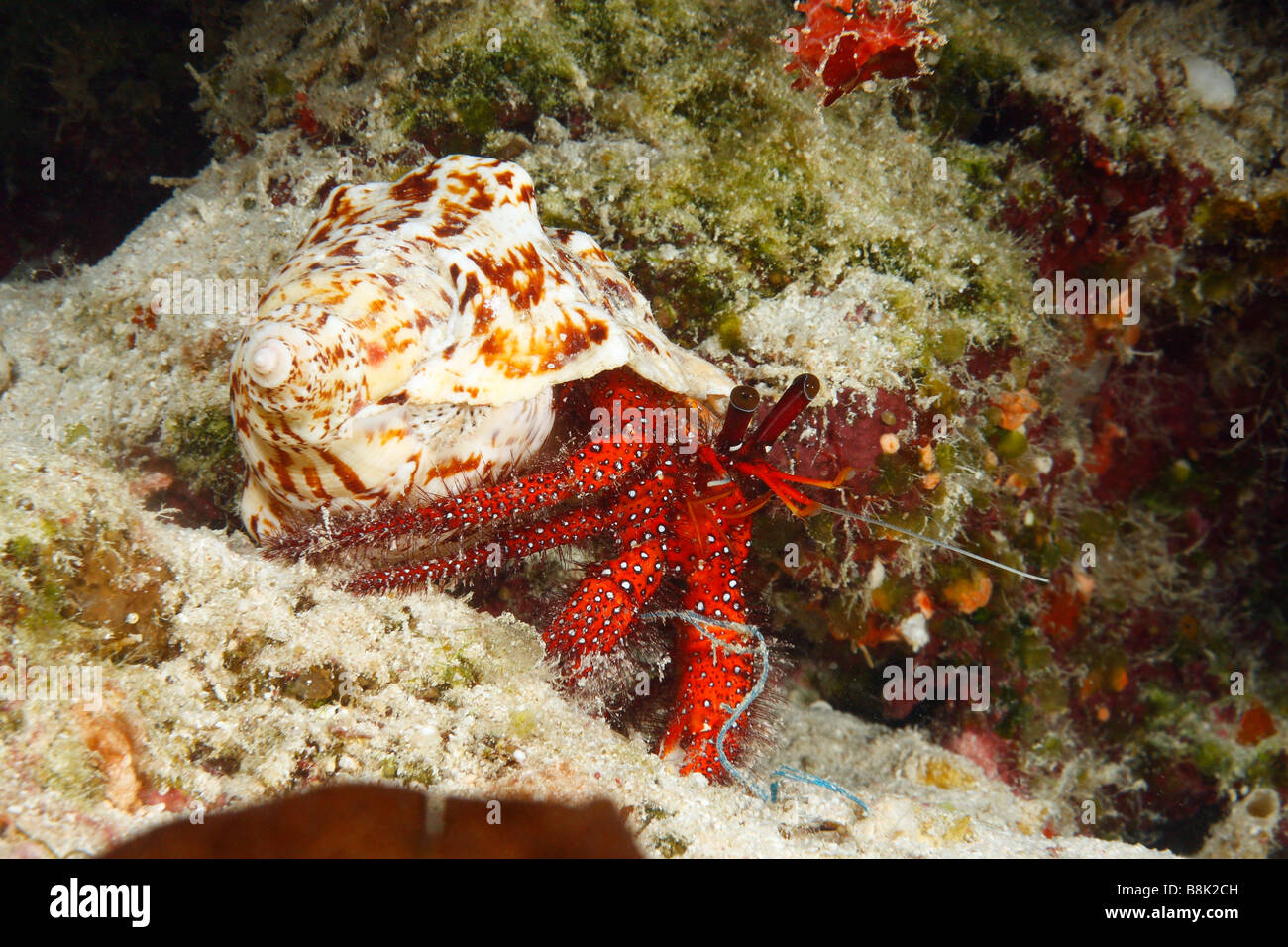 Spotted Red Hairy Hermit Crab on a coral reef carrying his shell Stock ...